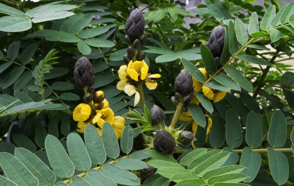 Cassia alata / Ringworm shrub – Sreepathy Ayurveda